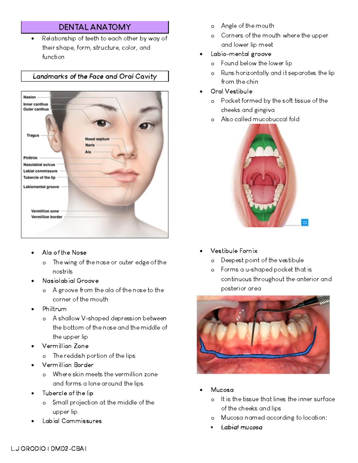 Oral-Anatomy-1st Grading - DENTAL ANATOMY Relationship of teeth to each other by way of their ...