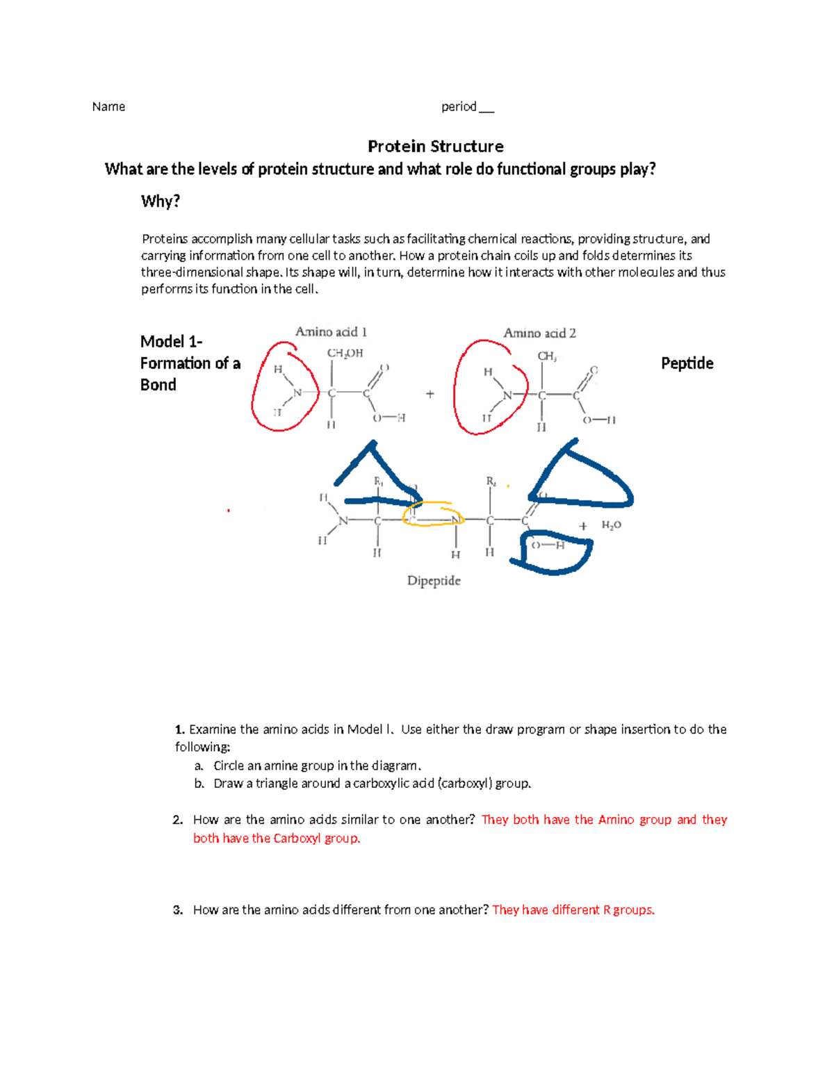 Protein Structure OLA: Understanding Levels and Functions in Biology ...