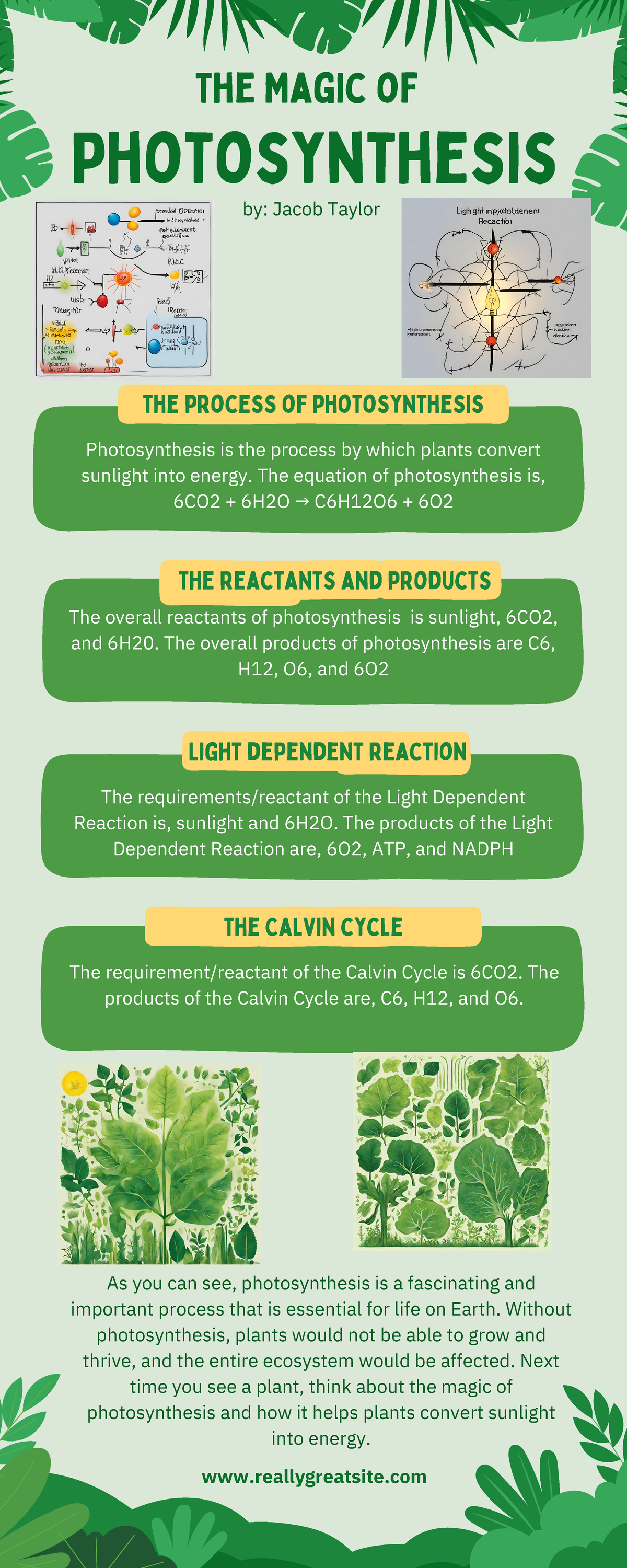 The Magic of Photosynthesis: An Educational Infographic on BIO101 - Studocu