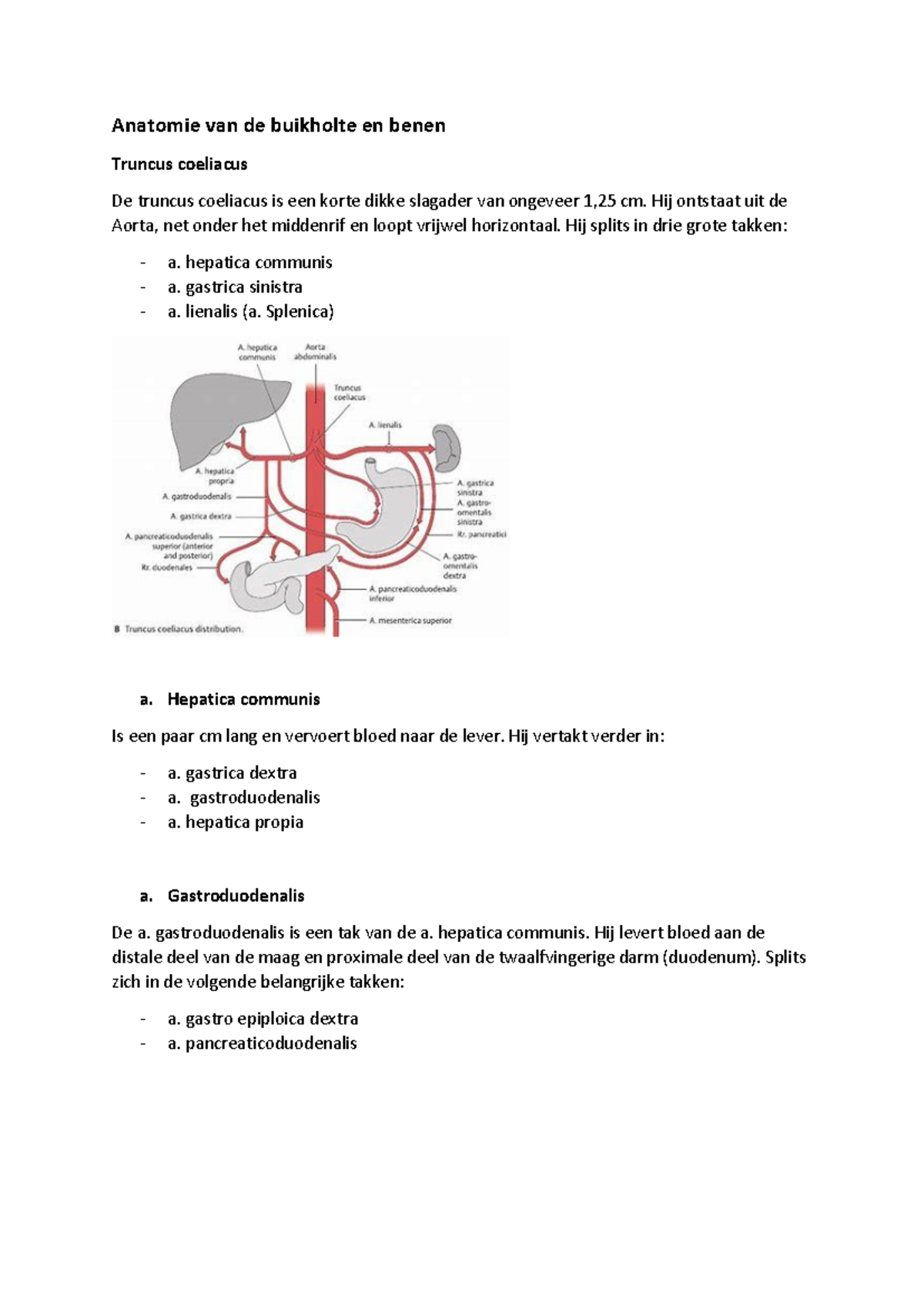 Anatomie van de Buik en Benen met Illustraties - Samenvatting - Studeersnel