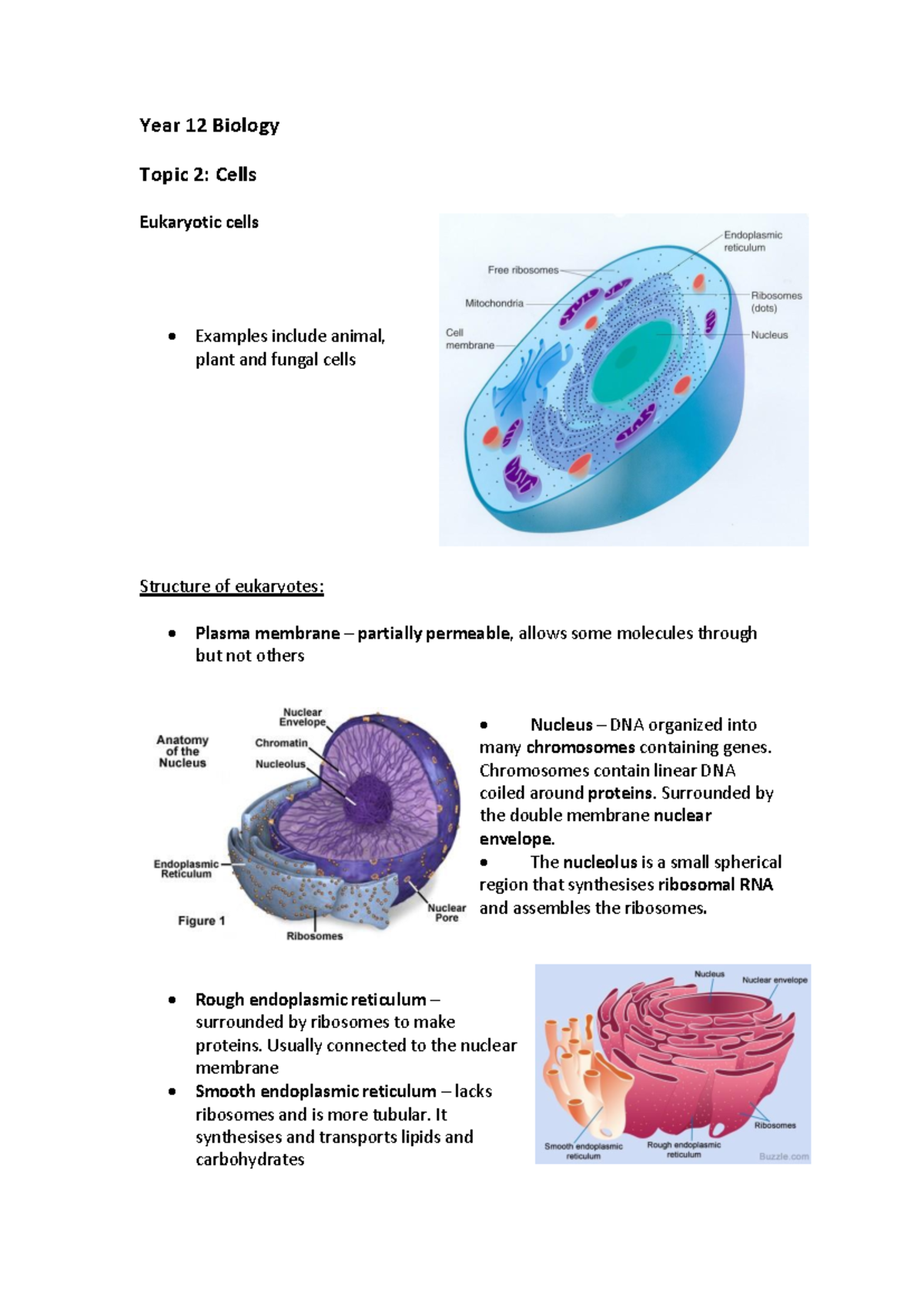 Year 12 Biology Topic 2: Eukaryotic Cells and Their Functions - Studocu