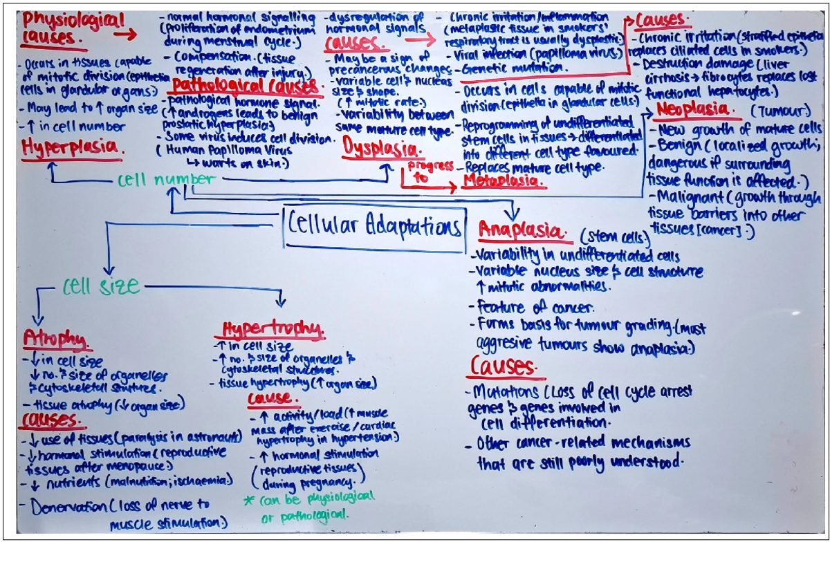Cellular Adaptations: Hormonal Signaling & Chronic Irritation (Week 1 ...