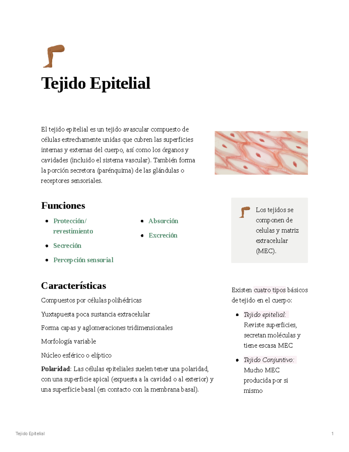 Notas sobre Tejido Epitelial: Estructura, Funciones y Glándulas - Studocu