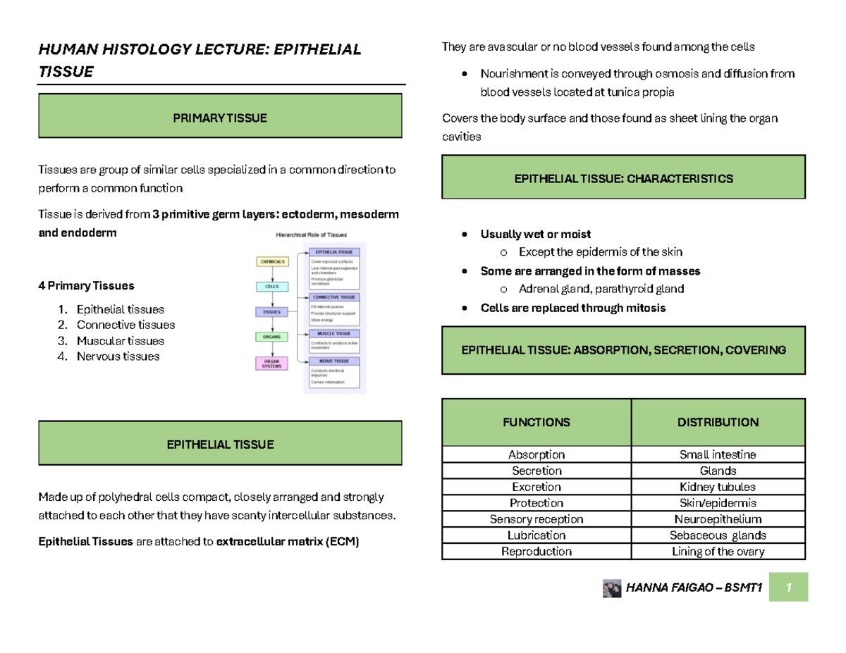 HUMAN HISTOLOGY LECTURE: EPITHELIAL TISSUE REVIEWER BSMT1 - Studocu