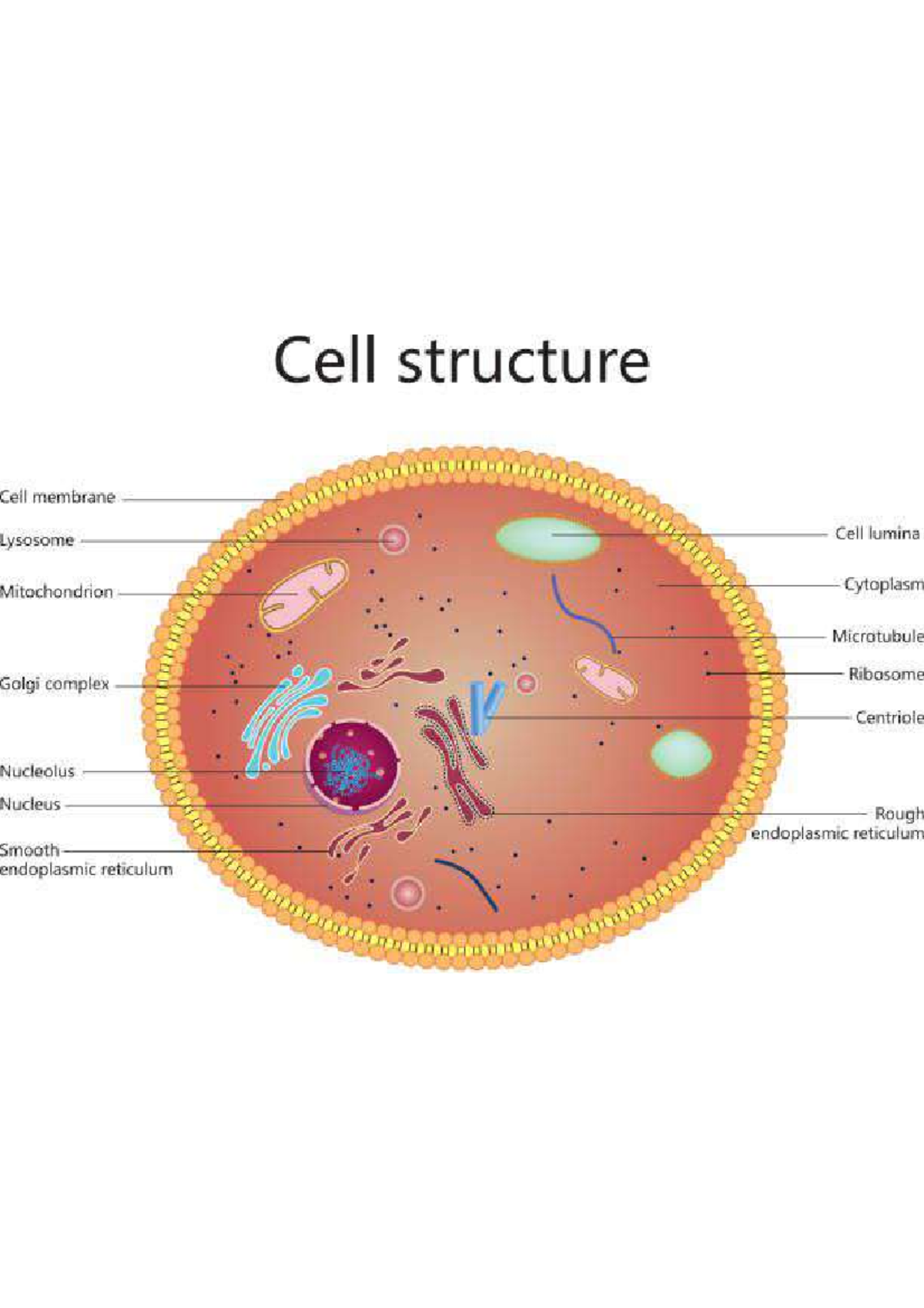 254 - Cell - CH1131 - Cell structure Cell membrane Cell lumina Lysosome ...