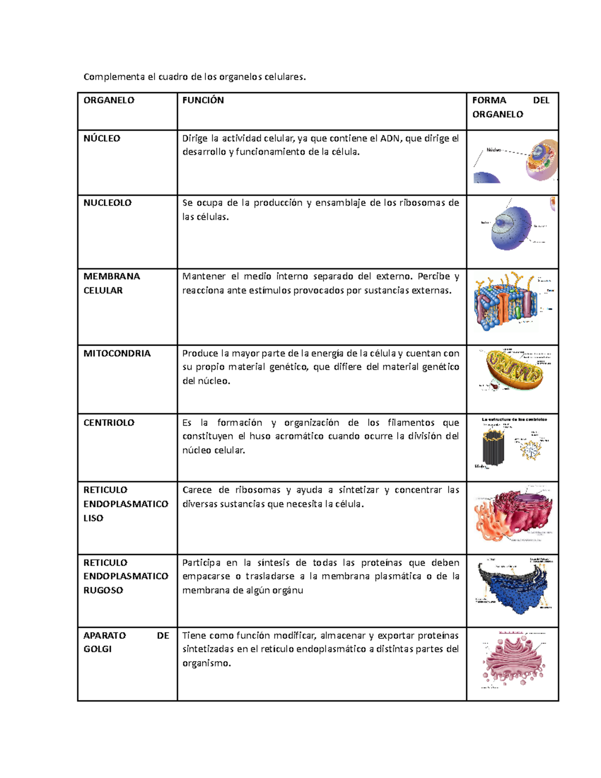Organelos Y Sus Funciones Célula: Estructura Y Funciones