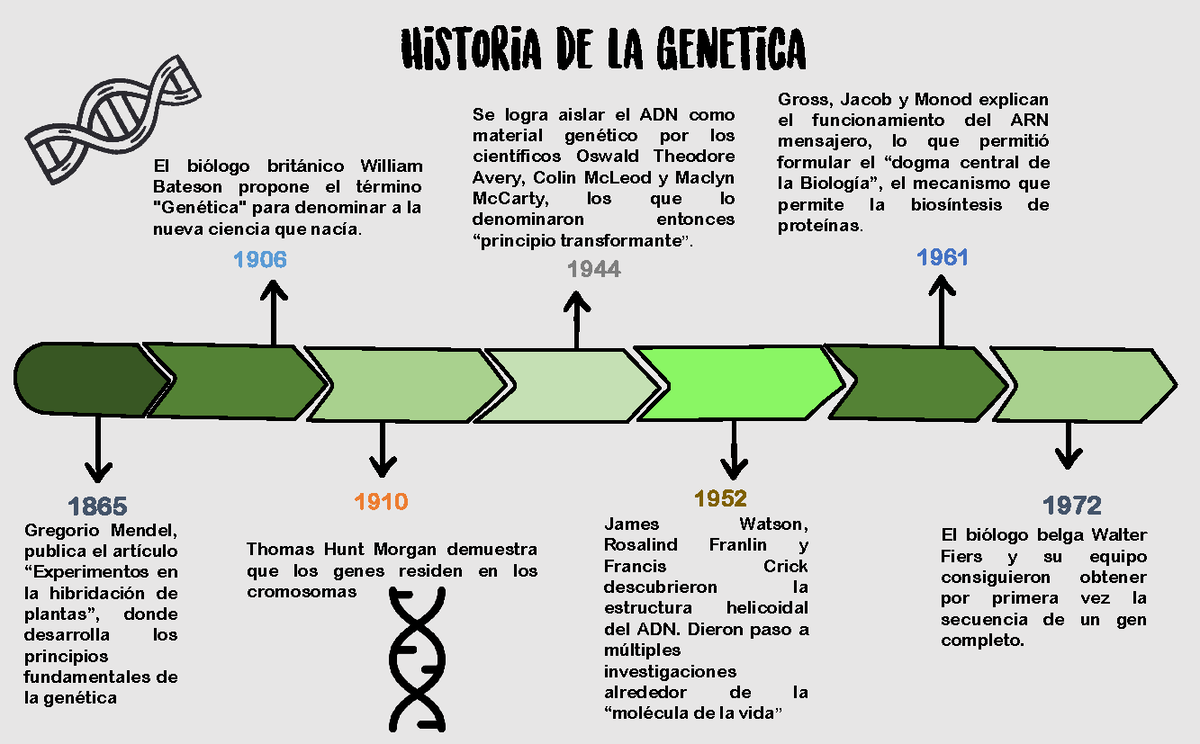 Linea del tiempo Historia DE LA Genetica - 1865 Gregorio Mendel, publica el artÌculo - Studocu
