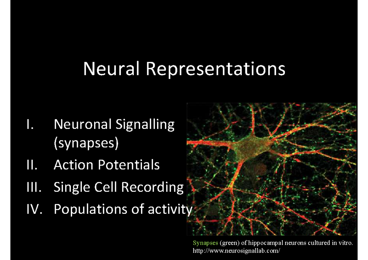 Neural Representations: Synaptic Signaling & Action Potentials Notes ...