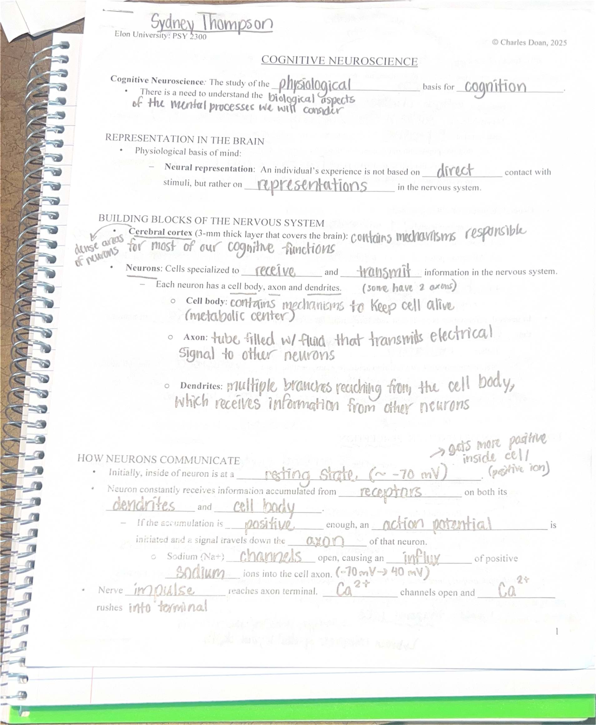 Cognitive Neuroscience Overview: PSY 2300 C - Charles Doan, 2025 - Studocu
