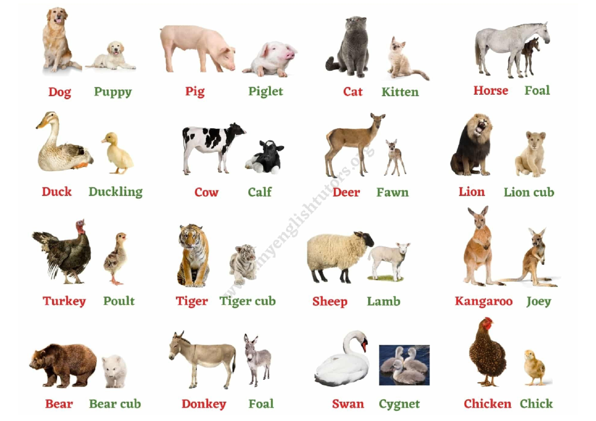 Animals Born Alive - dgryr - Basic Calculus - Dog Puppy Pig Piglet Cat ...