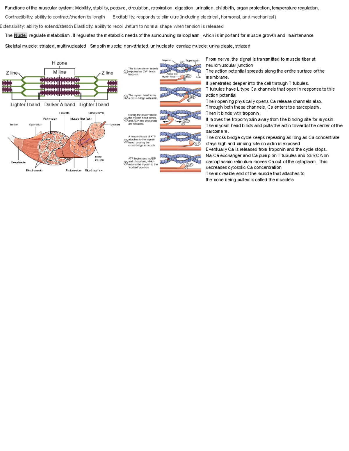 Functions of the muscular system Mobility, stability, posture ...
