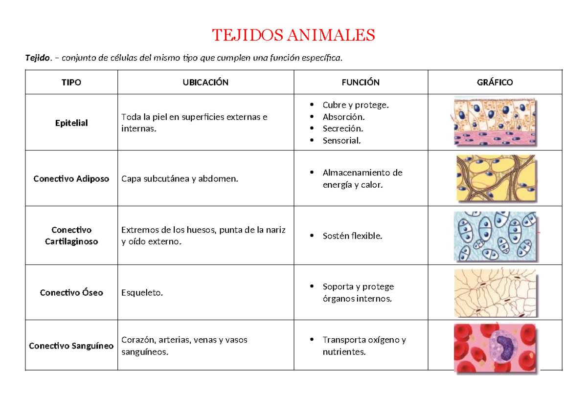 Cuadro Comparativo de Tejidos Animales: Estructura y Funciones - Studocu