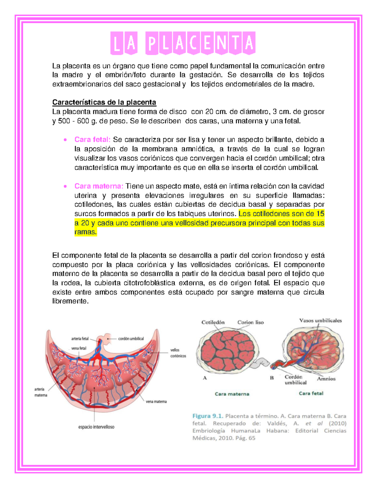La Placenta: Características Maternas y Fetal en la Gestación - Studocu