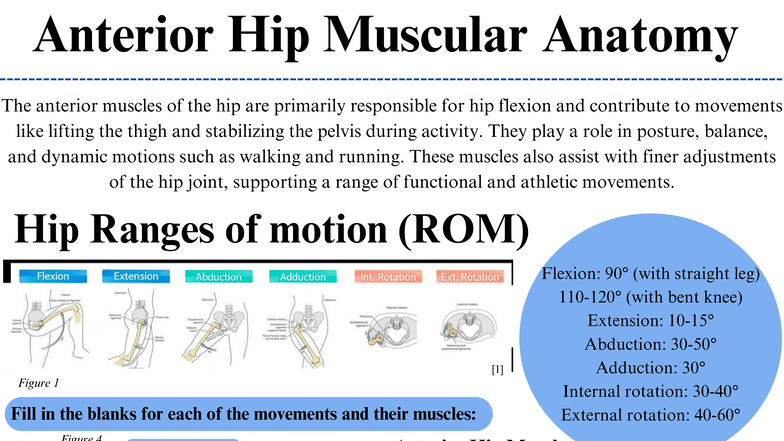 Anterior Hip Muscular Anatomy: Flexors, Rotators & ROM Analysis - Studocu