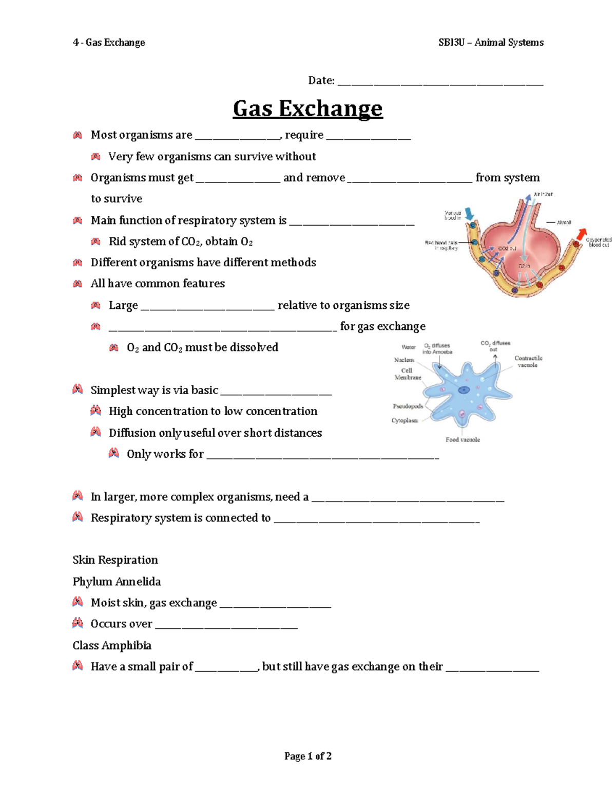 04 - Gas Exchange - SBI3U Notes on Animal Systems - Studocu
