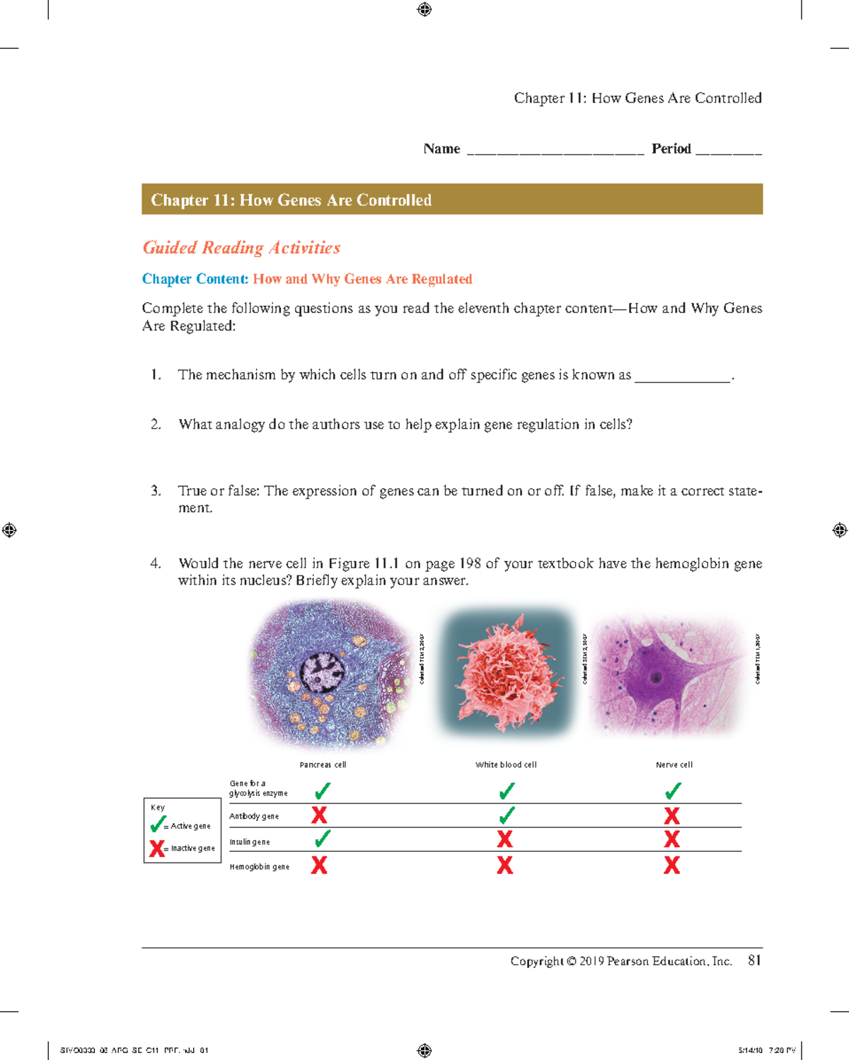 Active Reading Guide: Chapter 11 on Gene Regulation and Cloning - Studocu