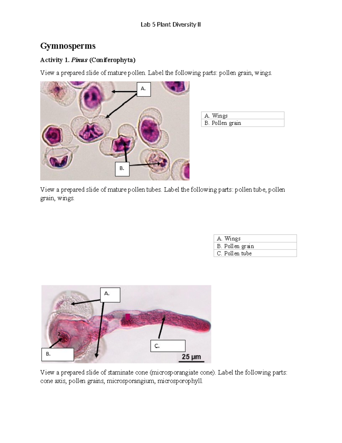 Lab 5: Plant Diversity II - Gymnosperms and Angiosperms Activities ...