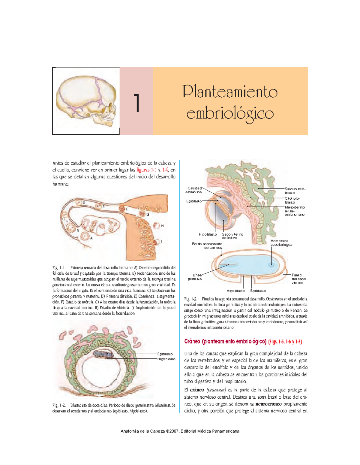 Macrognatia - crecimiento anormal de la mandicbula - Antes de estudiar ...