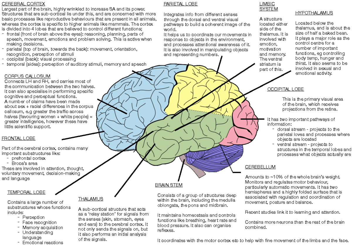 Psychology Regions of the Brain - CEREBRAL CORTEX Largest part of the ...