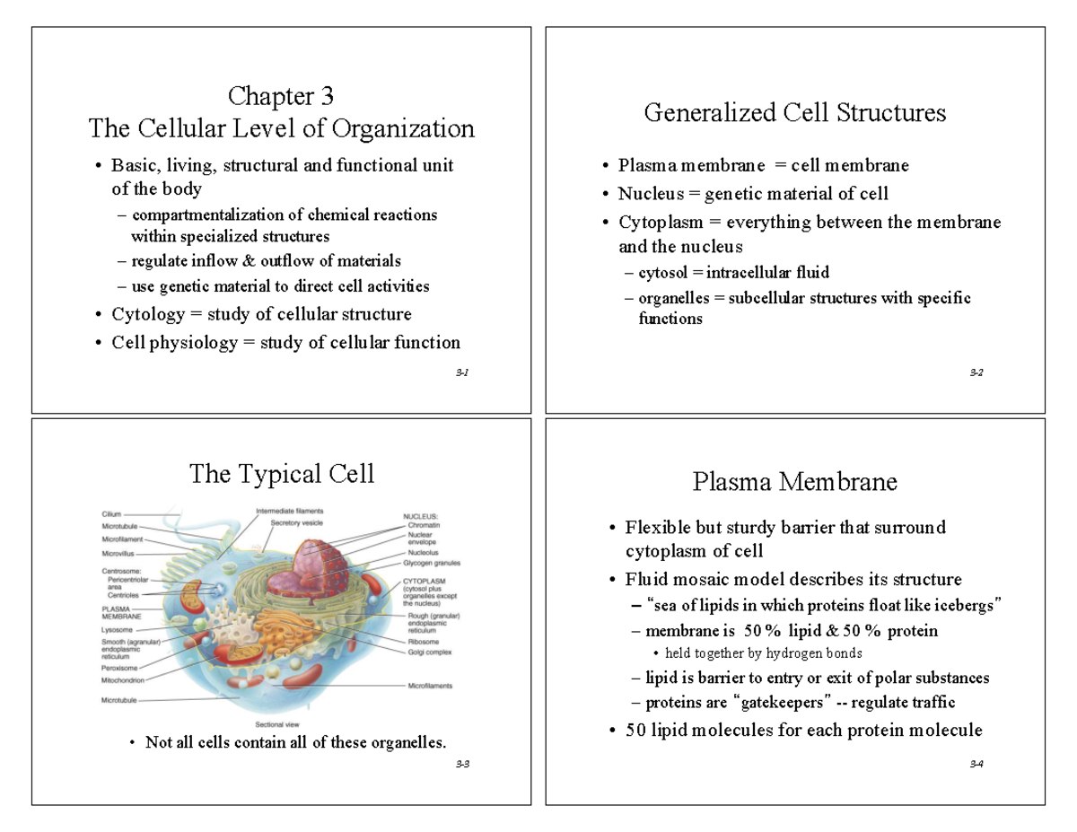 Cell Cycle and Cellular Processes: Mitosis & Membrane Transport (BIO101) - Studocu
