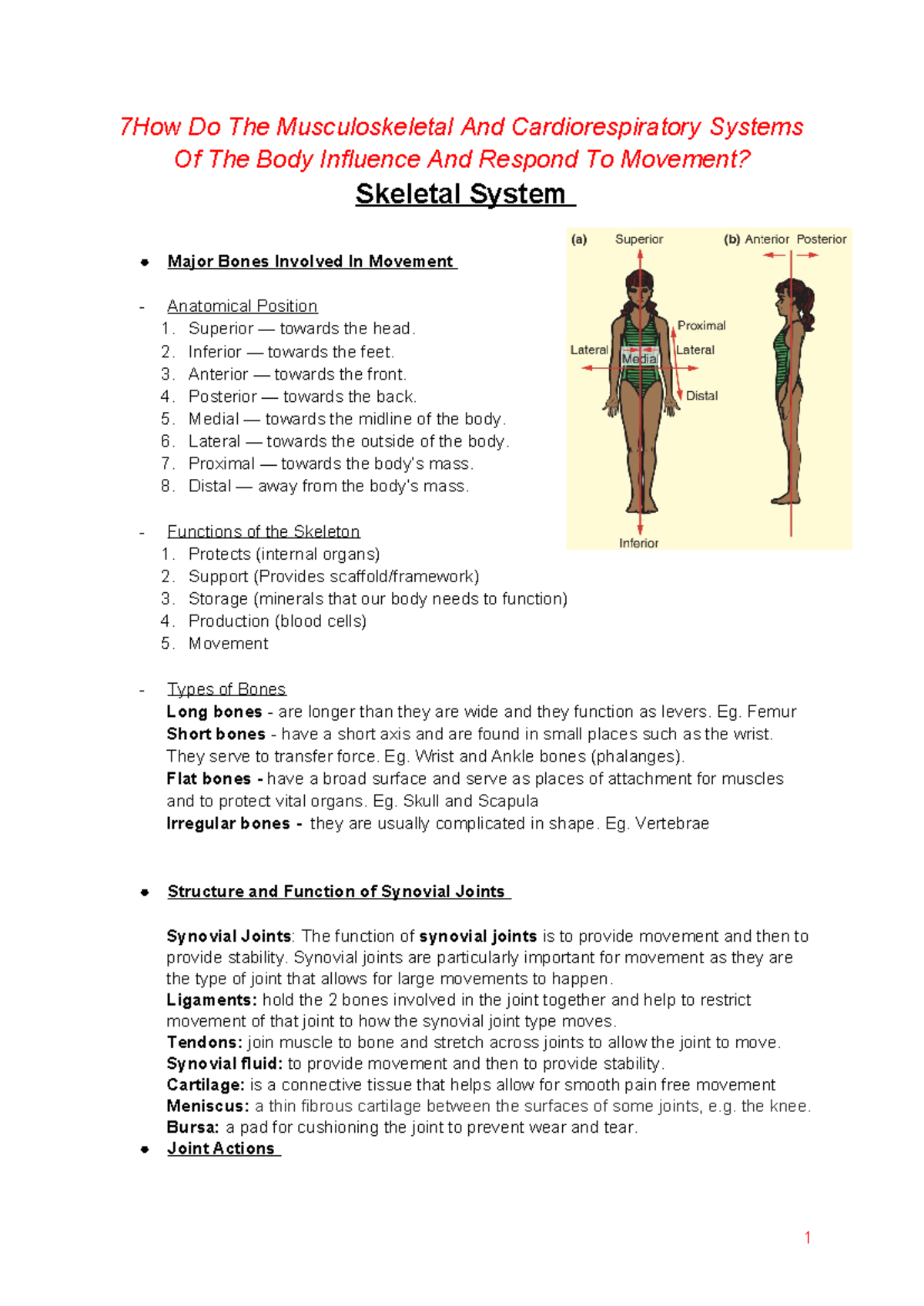 BODY IN Motion PDHPE: Musculoskeletal & Cardiorespiratory Overview ...