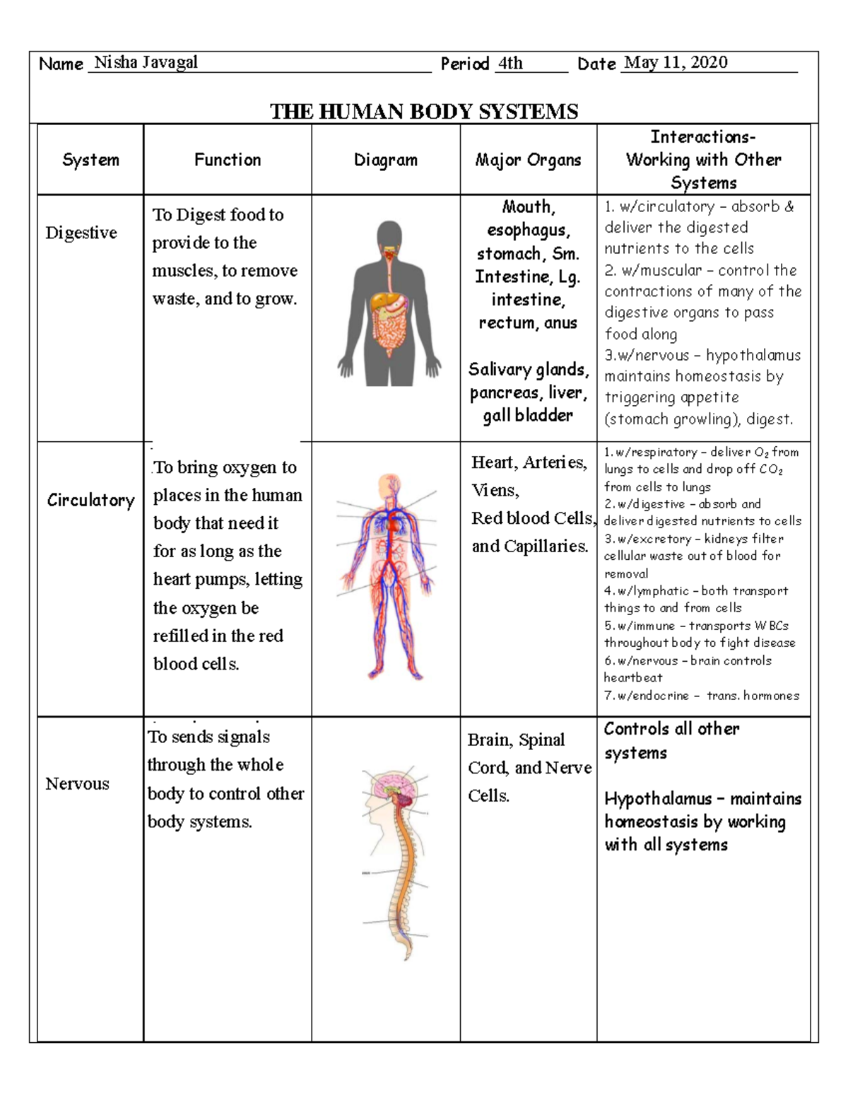 Human Organ Systems Chart