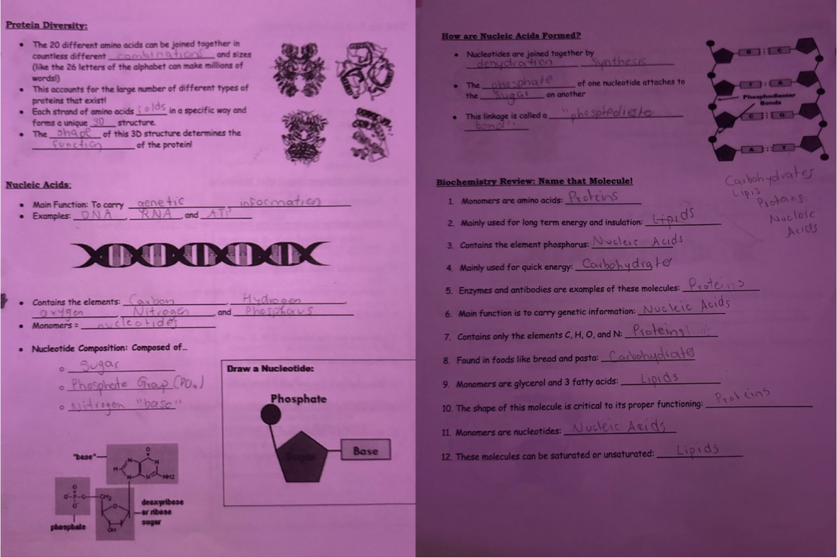 Final Exam Study Guide: Protein Diversity & Nucleic Acids - Studocu