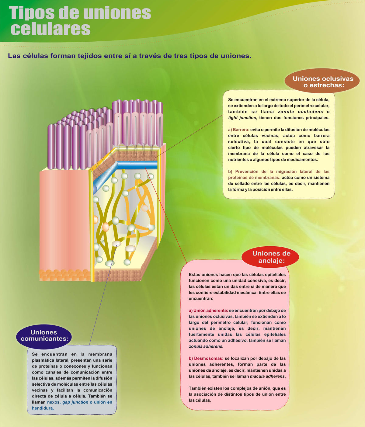 U1 t1 tipos uniones celulares Infografia - celulares Las células forman tejidos entre sí a ...