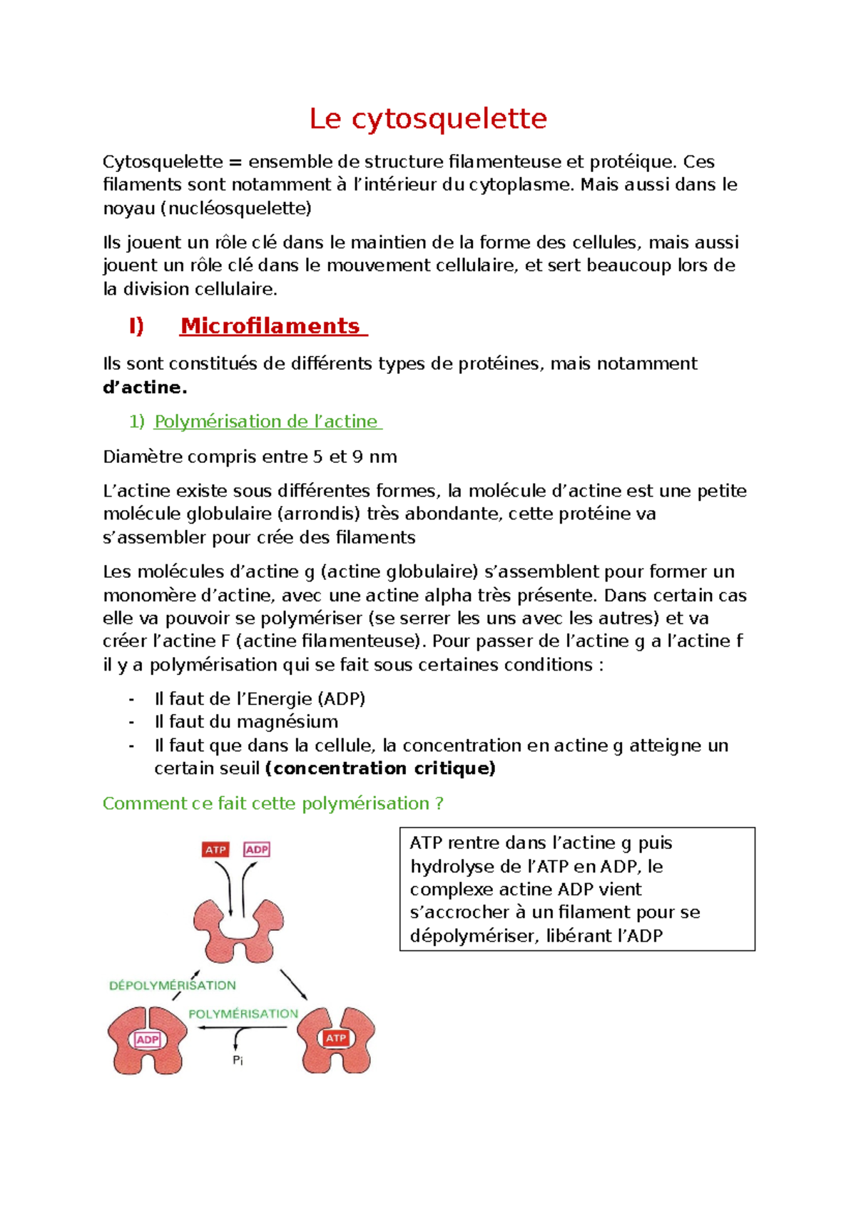 Le cytosquelette : Structures et Fonctions - L1 SV bio cell - Studocu