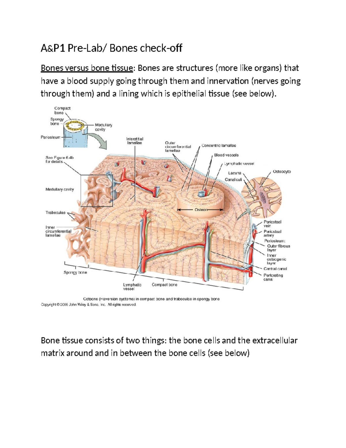 Prep Lab 2085C: Understanding Bone Structures and Markings - Studocu