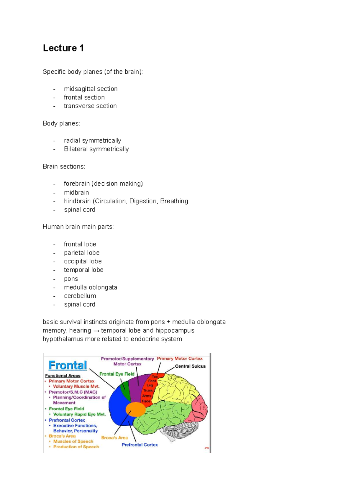 CNS 101: Lecture 1 - Body Planes and Brain Structures Overview ...