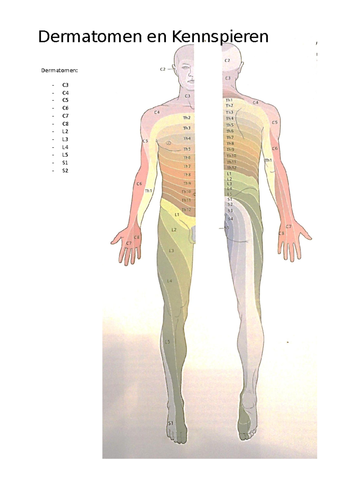 Dermatomen en Kennspieren: Essentiële Anatomie, C3-C8, L2-L5, S1 ...