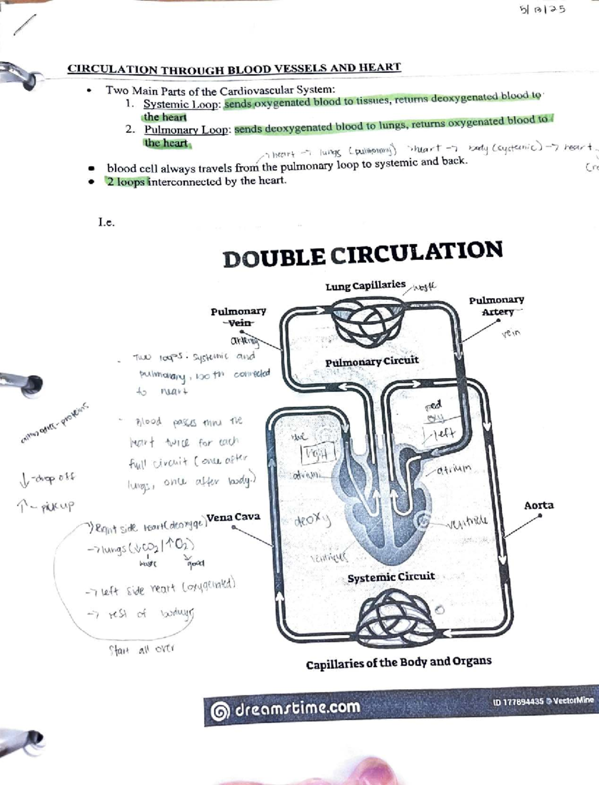 CIRCULATION AND BLOOD FLOW IN THE HEART: A COMPREHENSIVE OVERVIEW - Studocu