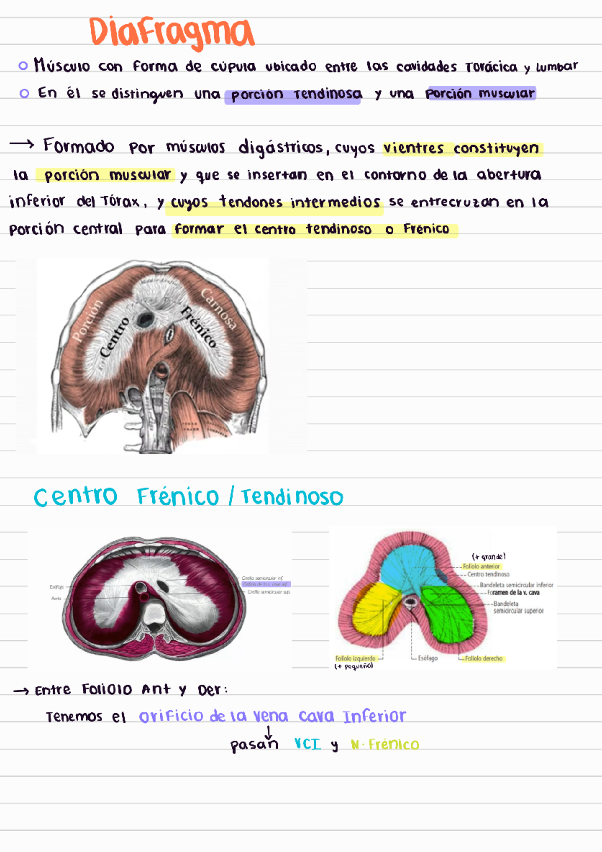 Músculo Diafragma - Resumen Rouvière, H., Anatomía Humana Descriptiva ...