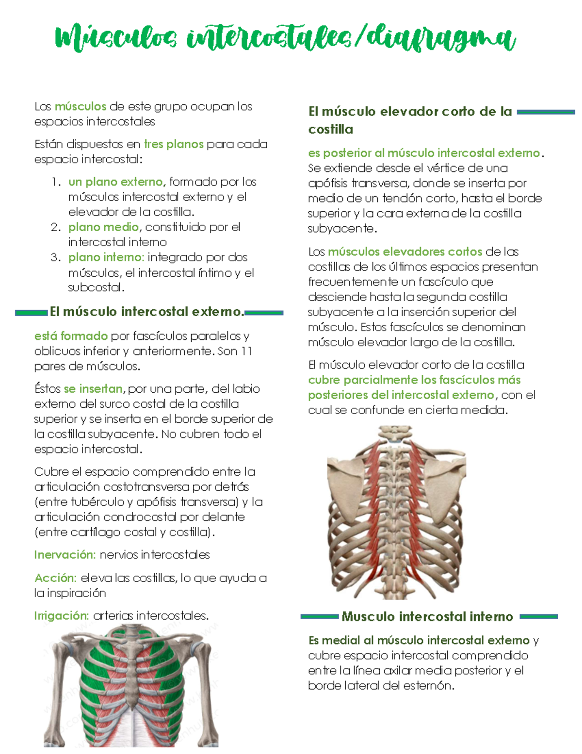 Músculos Intercostales y Diafragma: Anatomía y Funciones - Studocu