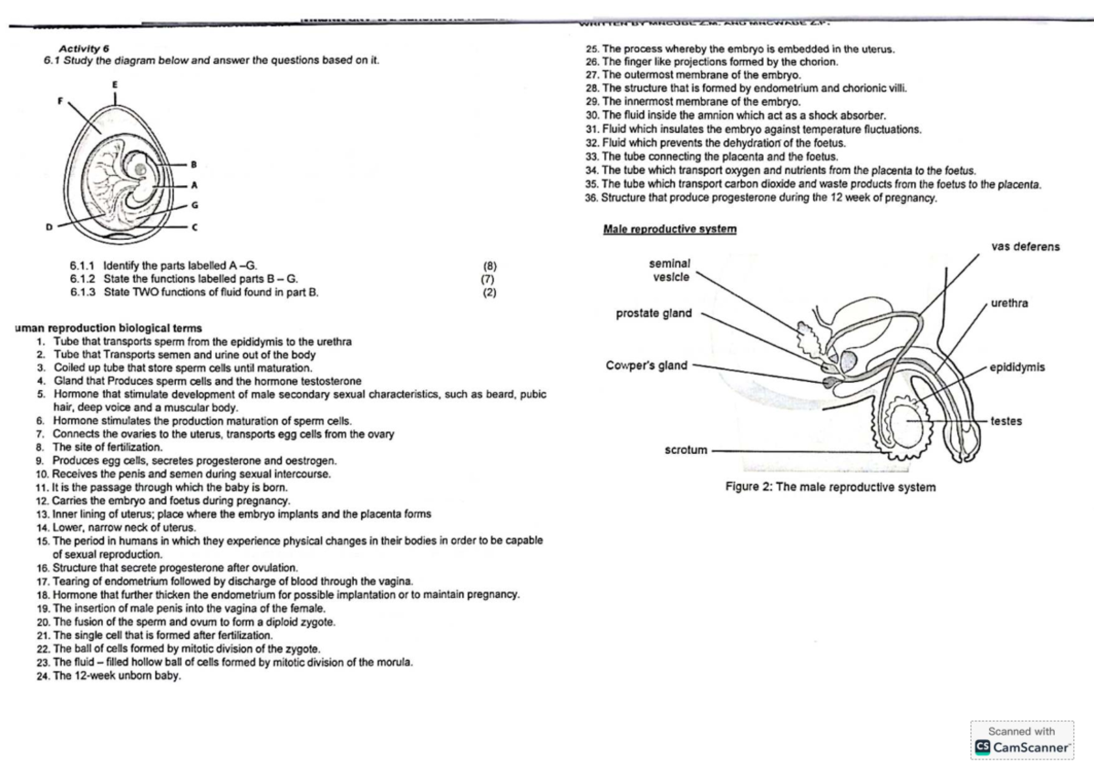 Human Reproduction Study Guide 2026: Key Concepts and Processes - Studocu
