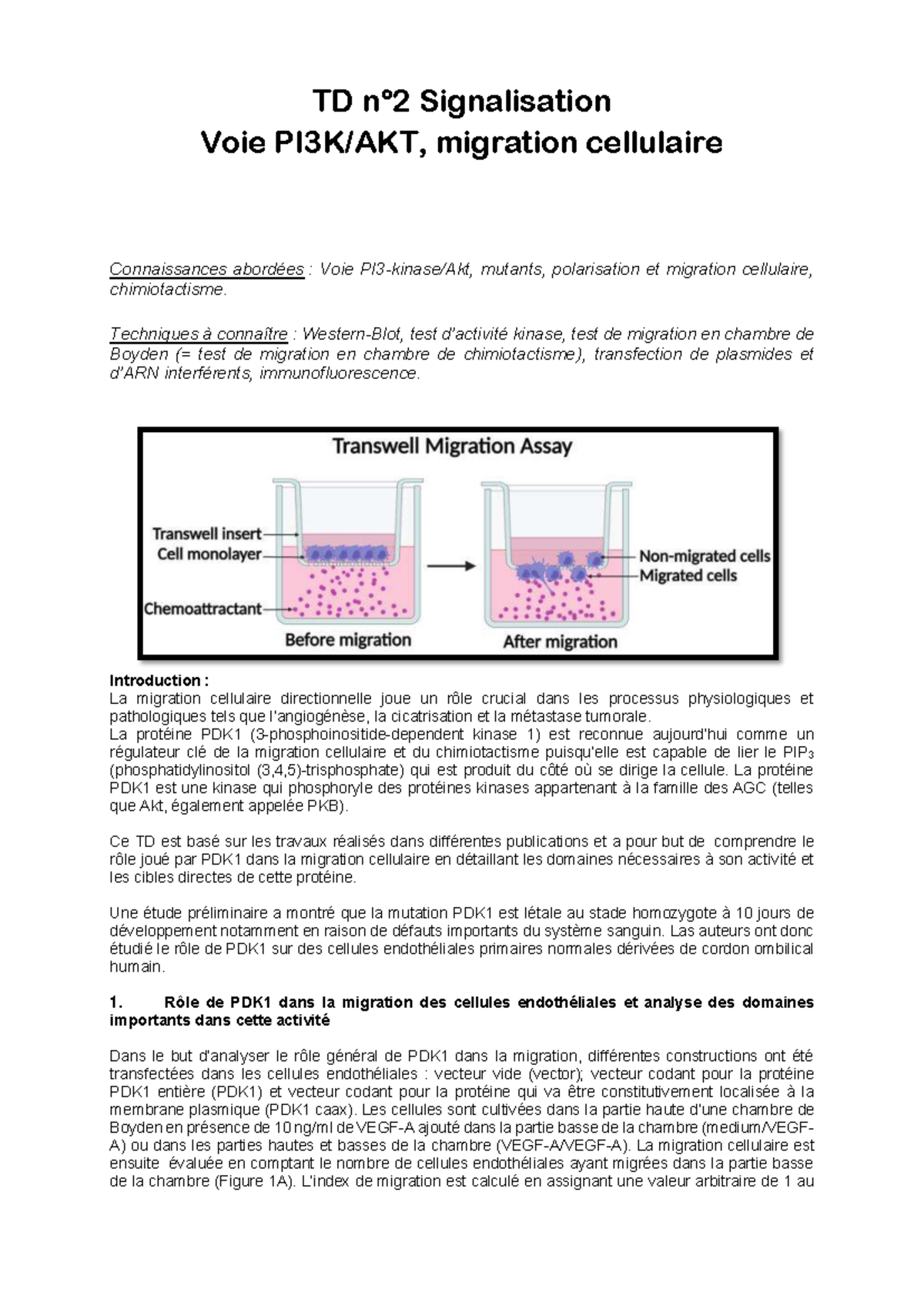 TD2 Signalisation PDK1 : Migration Cellulaire et Chimiotactisme - Studocu