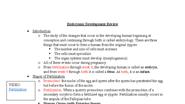 Embryonic Development Review: Fertilization & Early Stages - Studocu