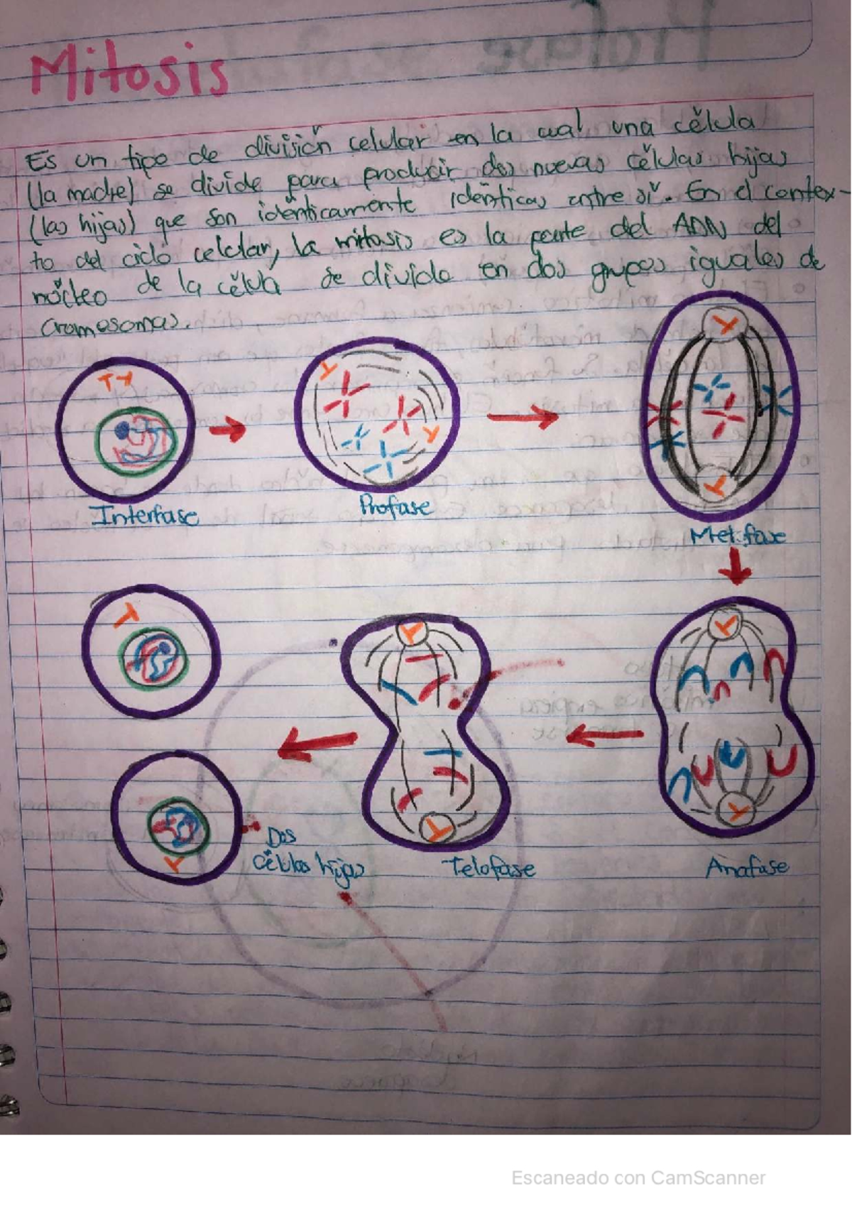 Mitosis: Proceso de División Celular y Formación de Células Hijas - Studocu