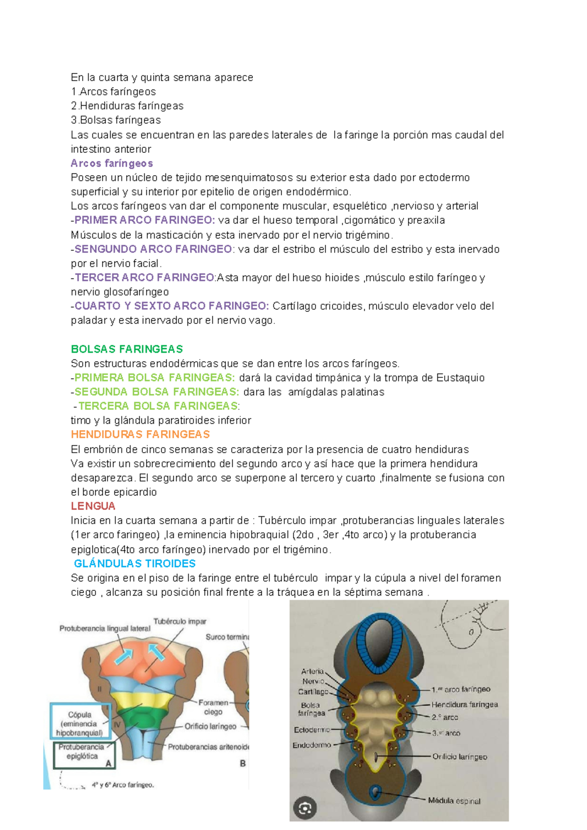 Desarrollo de Arcos, Hendiduras y Bolsas Faríngeas - Biología 101 - Studocu