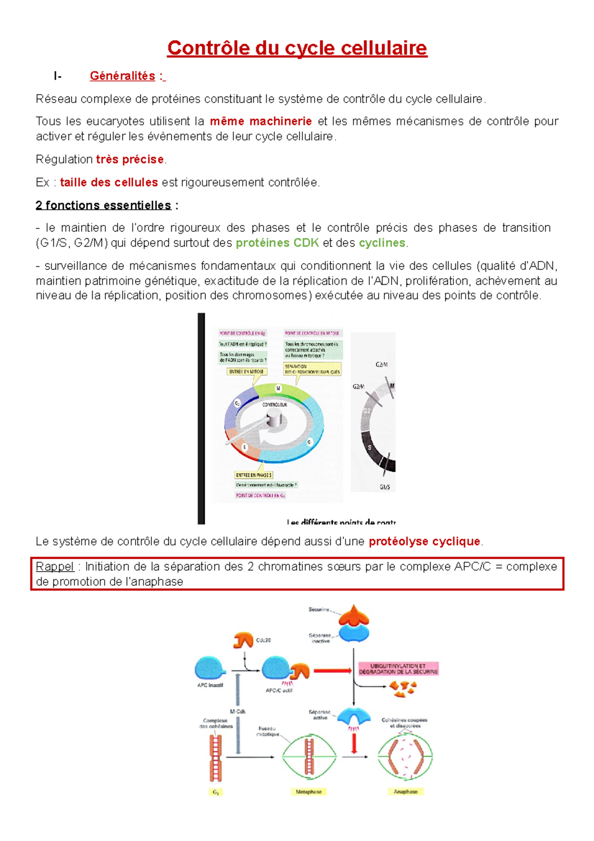CONTRÔLE DU CYCLE CELLULAIRE - Contrôle du cycle cellulaire I ...