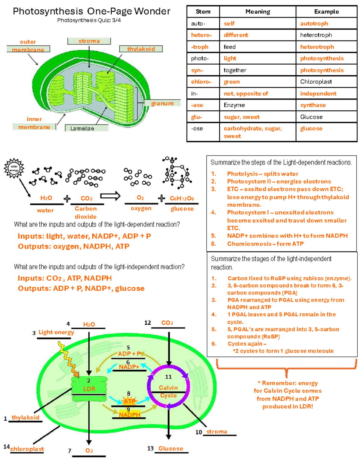 Photosynthesis+Quiz+One-Pager+KEY - Summarize the steps of the Light ...