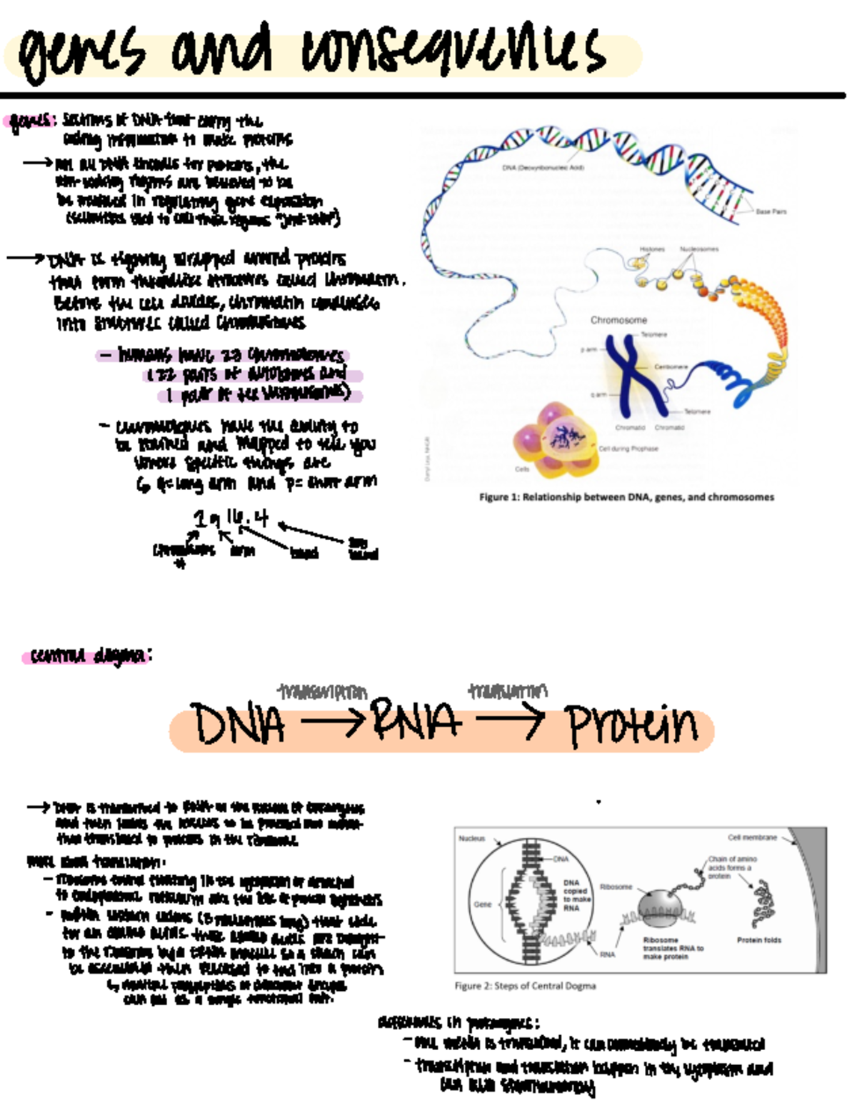 Genetics Lab Final - genes and consequences genes : sections of DNA ...