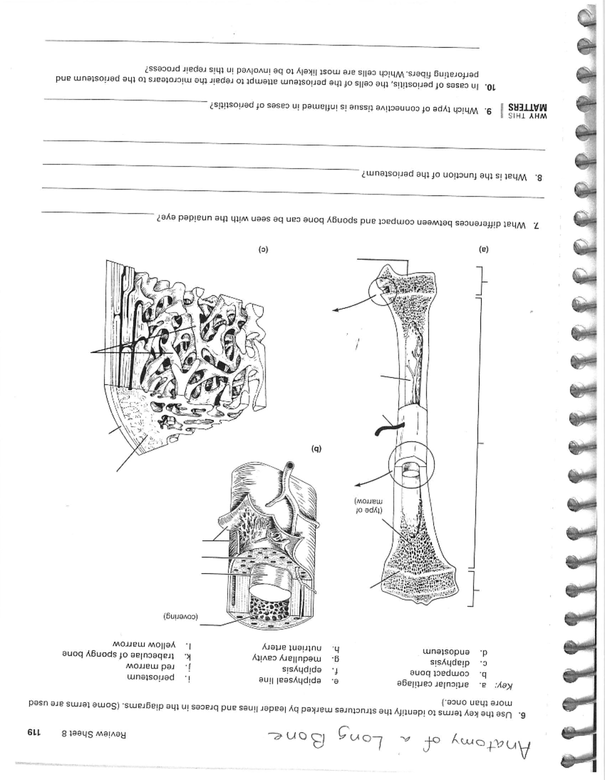 Anatomy of a Long Bone Review Sheet - Key Terms and Structures - Studocu