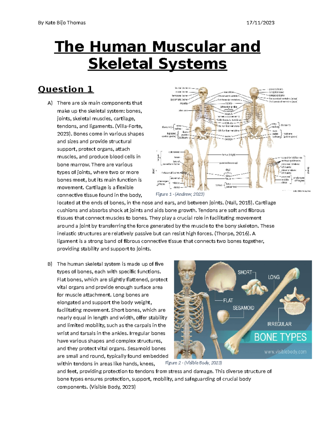 Unit 11 - Overview of the Human Muscular & Skeletal Systems - Studocu