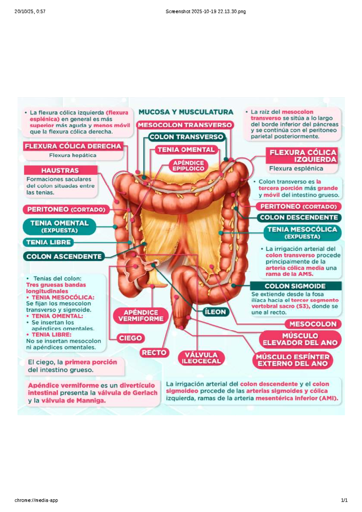 Flexura Cólica Izquierda y Anatomía del Colon - MUC 2023 - Studocu