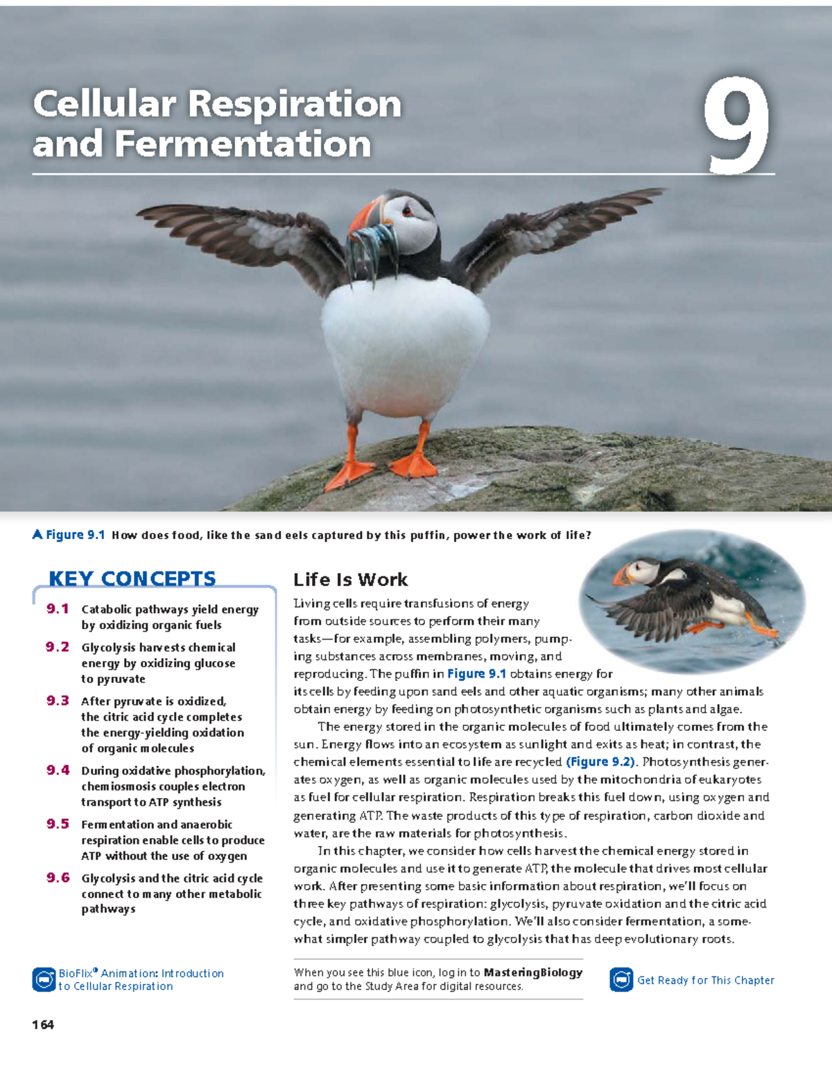 Cellular Respiration and Fermentation: A Comprehensive Overview (BIO ...