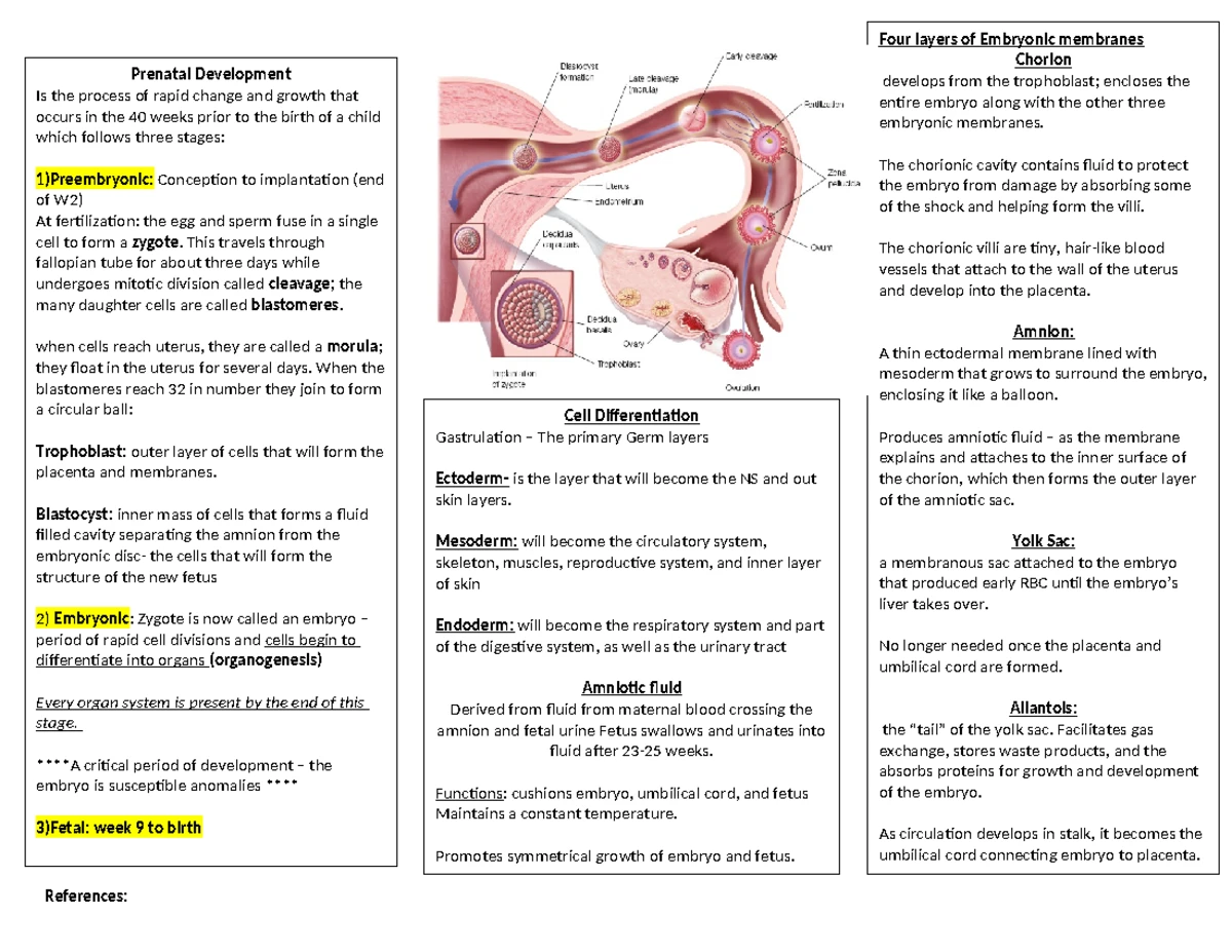 Quiz 1: Fetal Development, Prenatal Care & Pregnancy Adaptations - Studocu