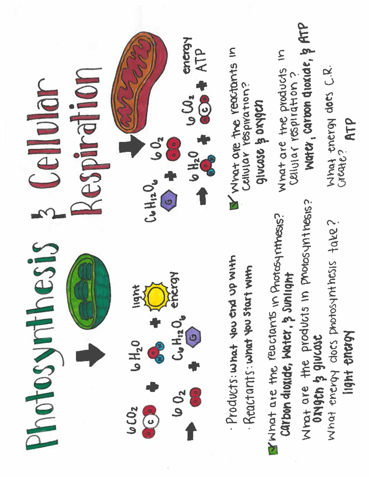 Photosynthesis and Cellular Respiration Doodle Notes (Bio 101) - Studocu
