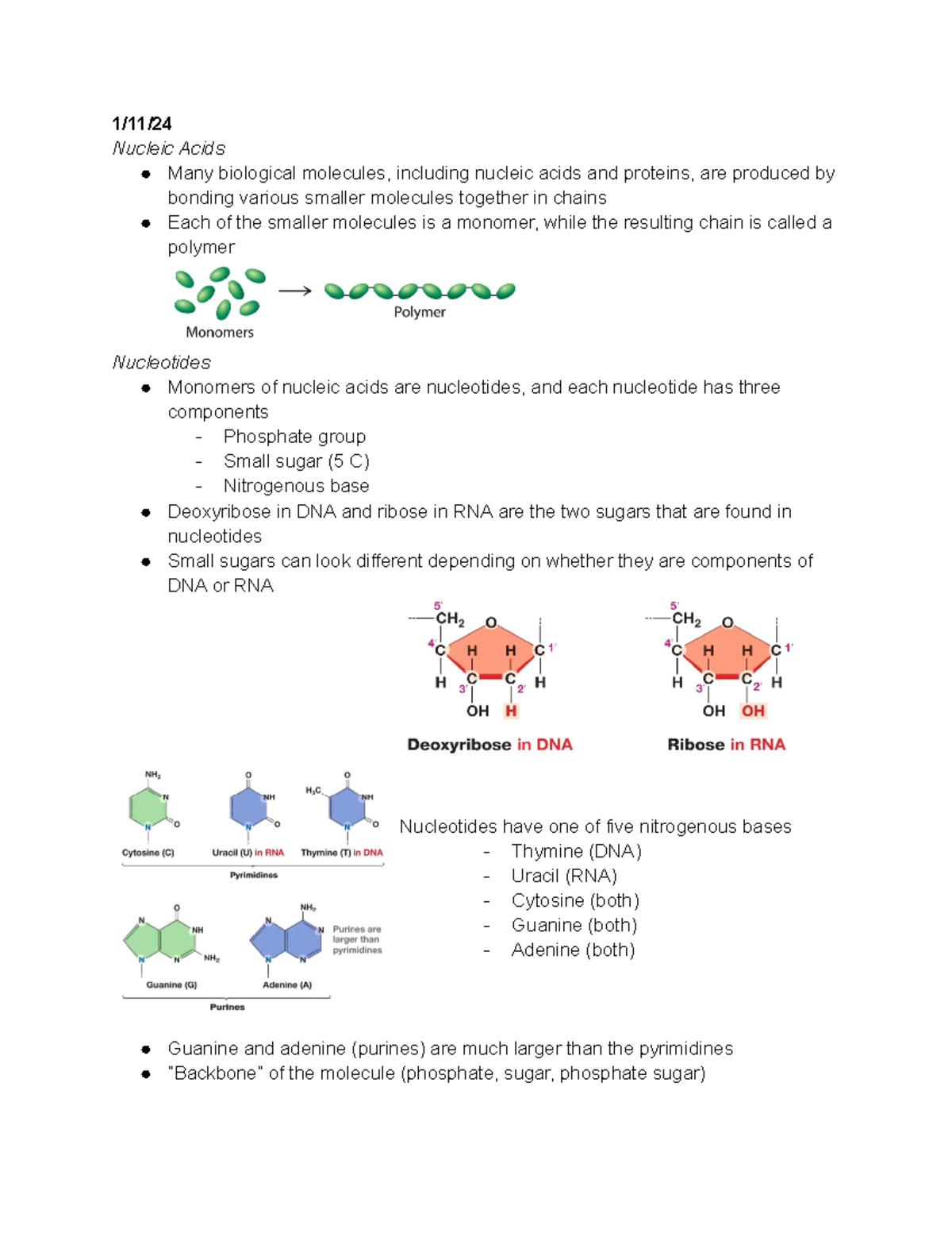 Bio 1107: Comprehensive Notes on Nucleic Acids and Proteins - Studocu
